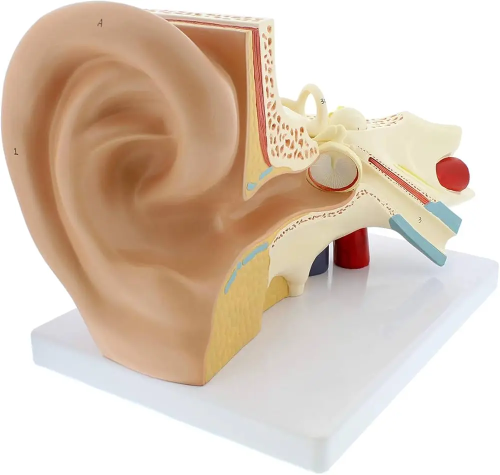 Ear Model | Labex.com.pk